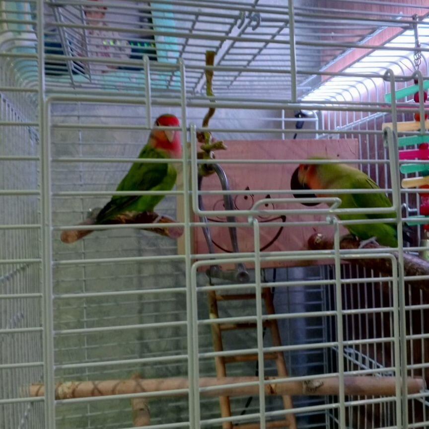 Попугай неразлучники