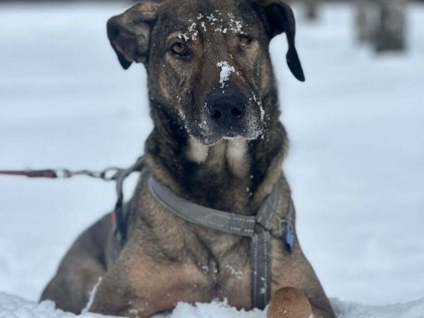 Собака в добрые руки