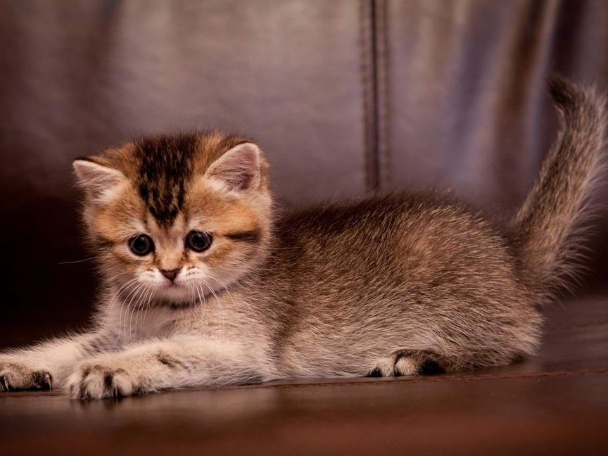 Кот