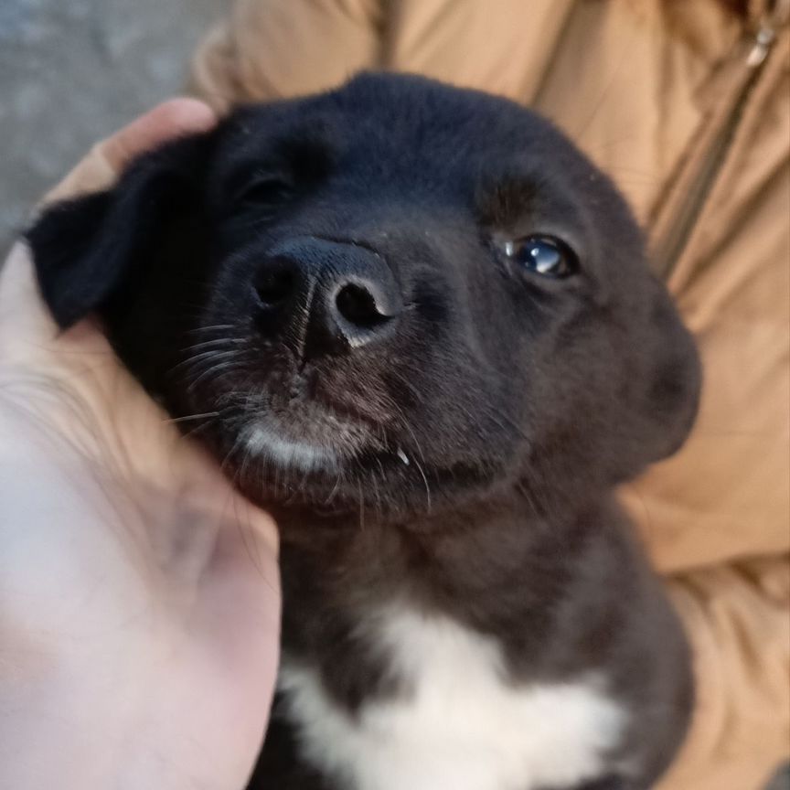 Щенок в добрые руки