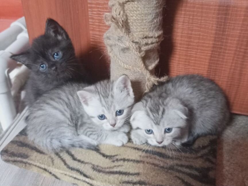 Продам шотландских плюшевых котят