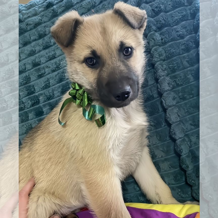 Щенок в добрые руки