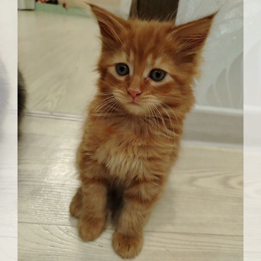 Мейн-кун котёнок