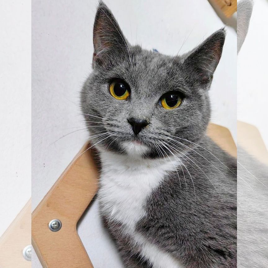 Котёнок потерял хозяина