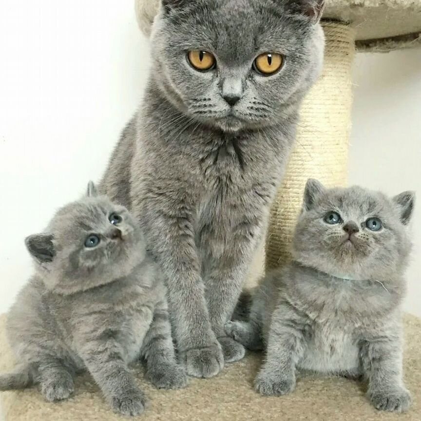 Плюшевые мишки) мальчики и девочки