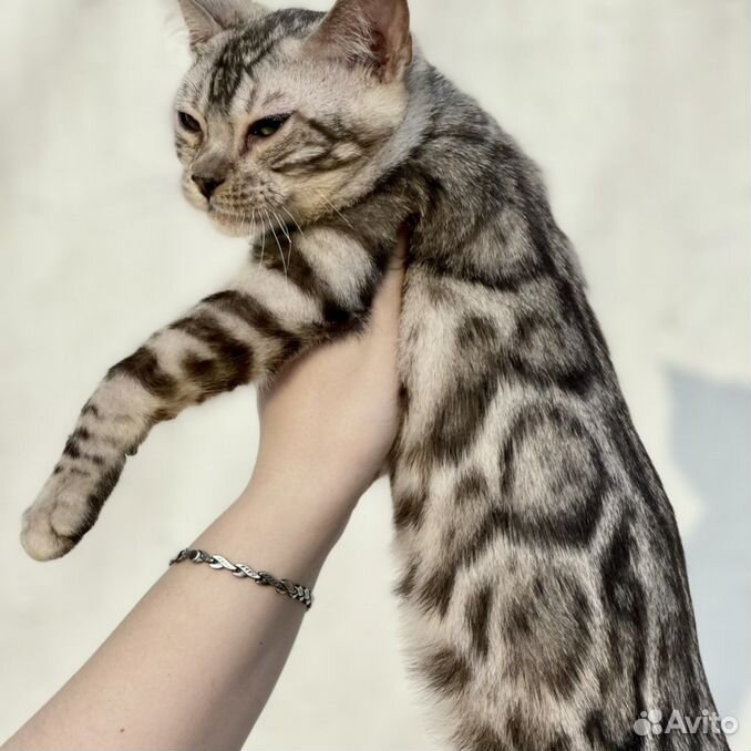Бенгальские элитные котята Серебрянные