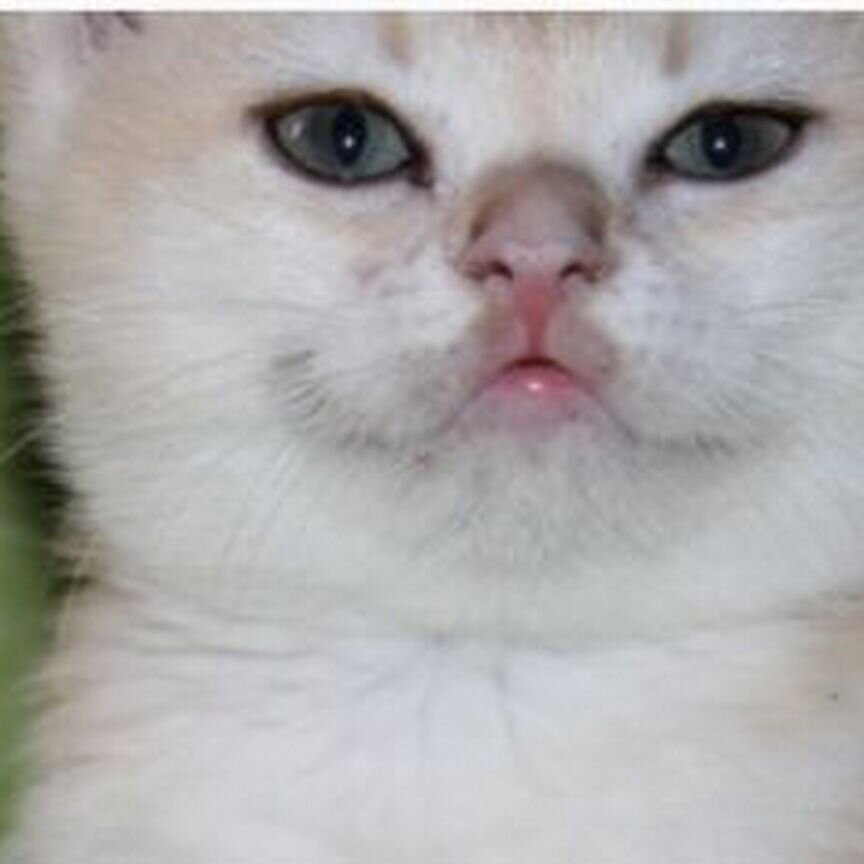 Золотая ласкуша