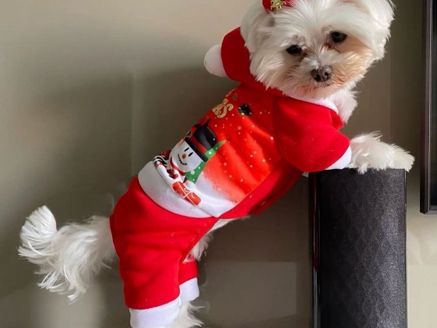 Костюм собак и кошек