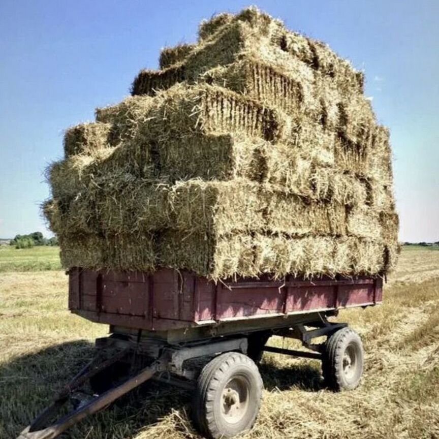 Сено в брикетах