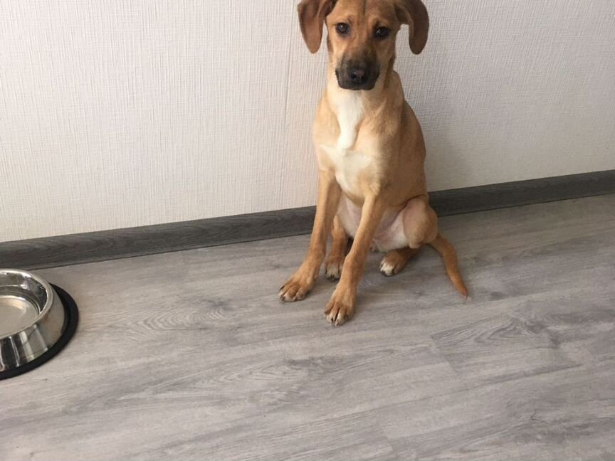 Щенок риджбека в добрые руки бесплатно