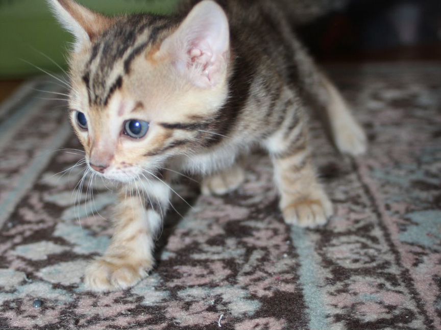 Бенгальские котята