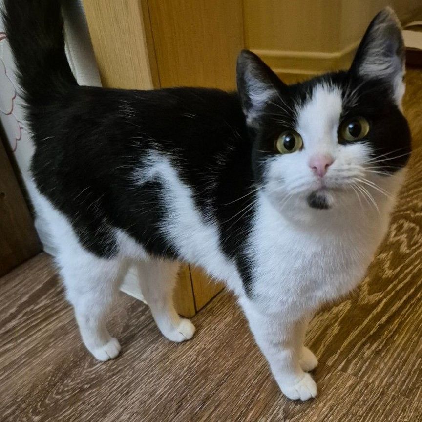 Котёнок в добрые руки