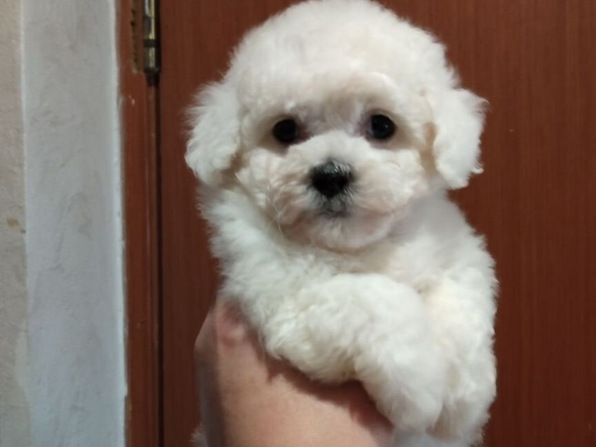 Девочка красавица