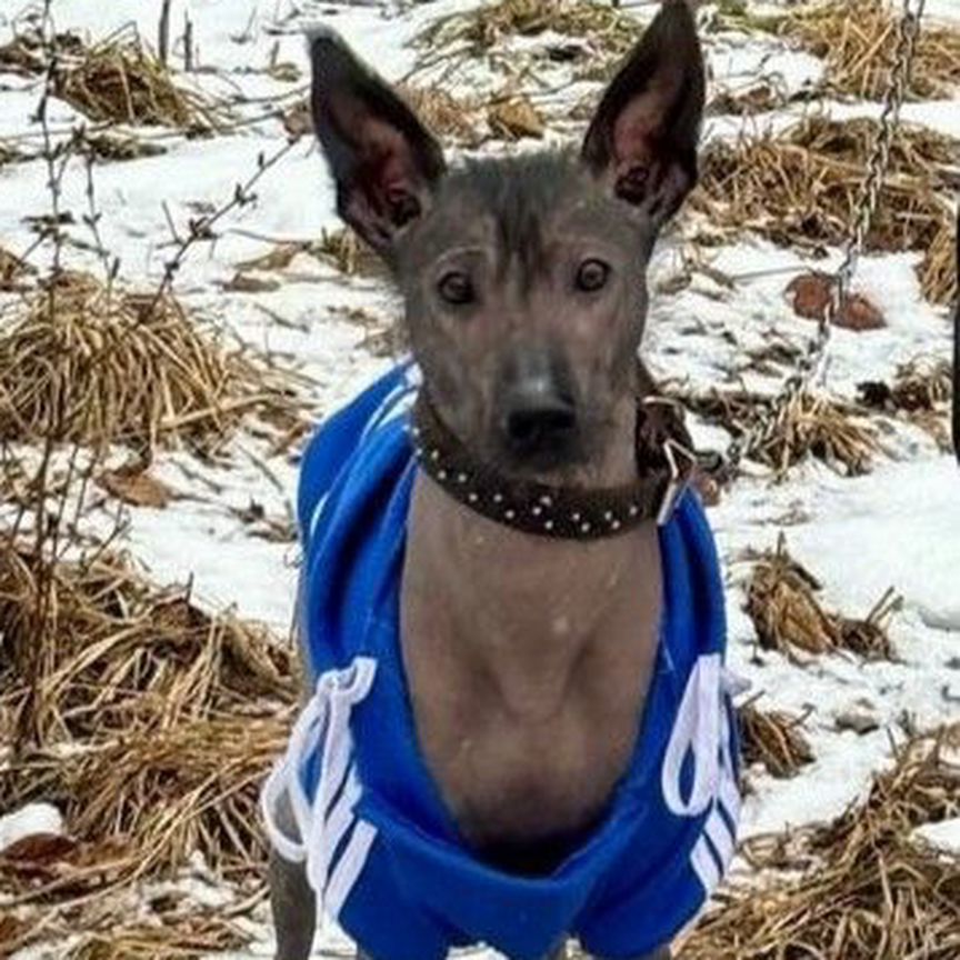 Ксолоитцкуинтли вязка