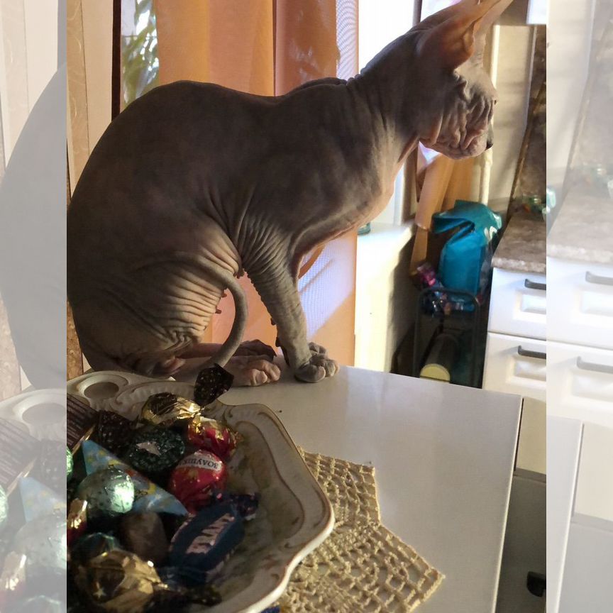 Канадский сфинкс