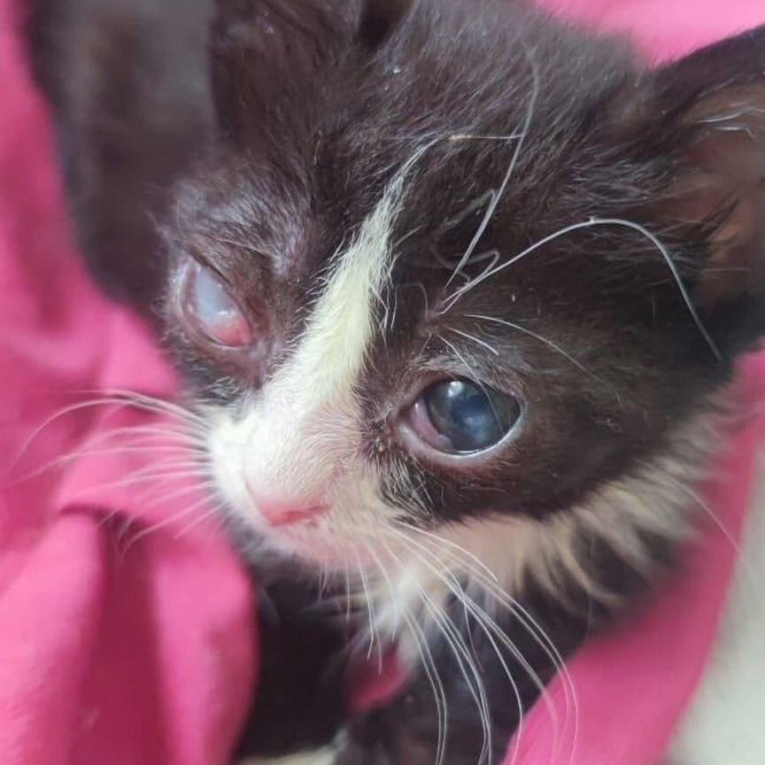 Котёнок в добрые руки