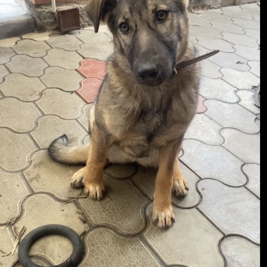 Метис овчарки в добрые руки