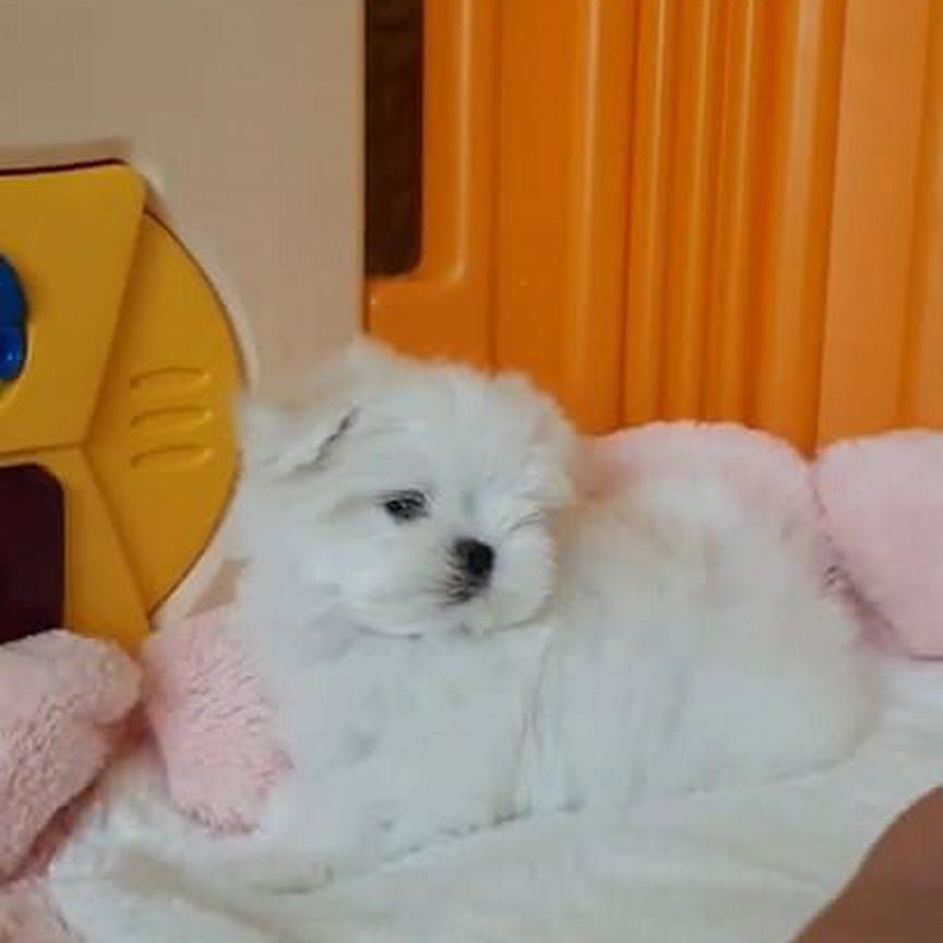 Щенки Мальтезе