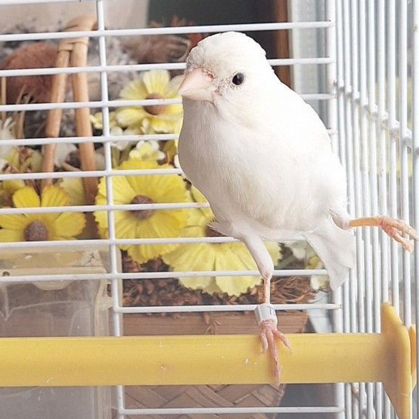 Кенара и канарейки