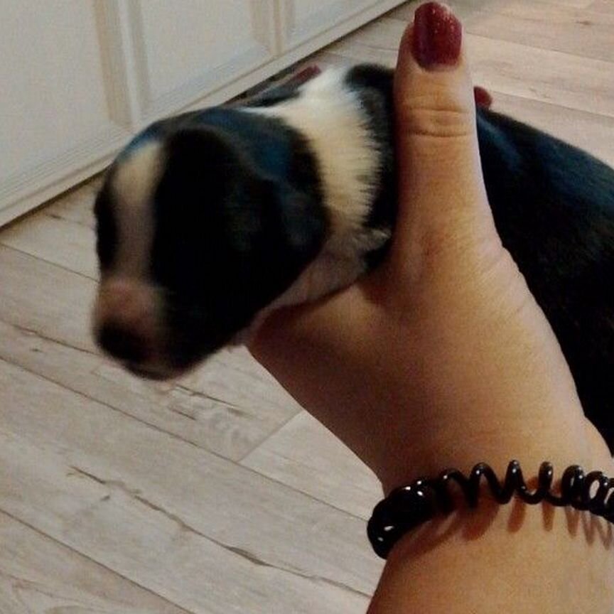 Русский охотничий спаниель, щенок