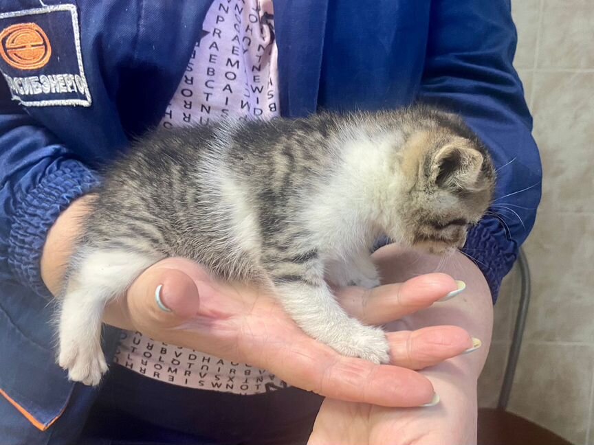 Котята в дар, 3 мальчика и 1 девочка