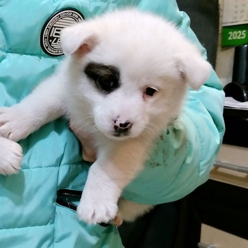 Щенок в добрые руки