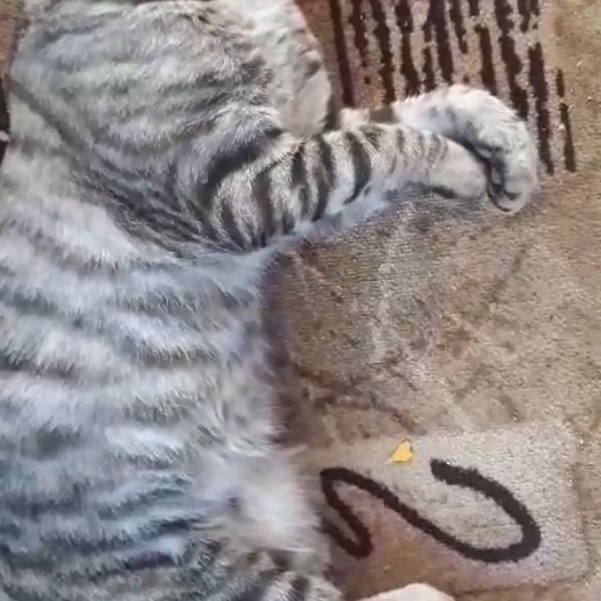 Котик ищет дом