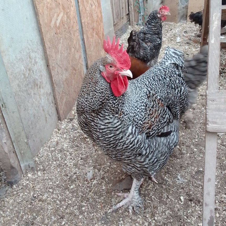 Домашняя птица куры