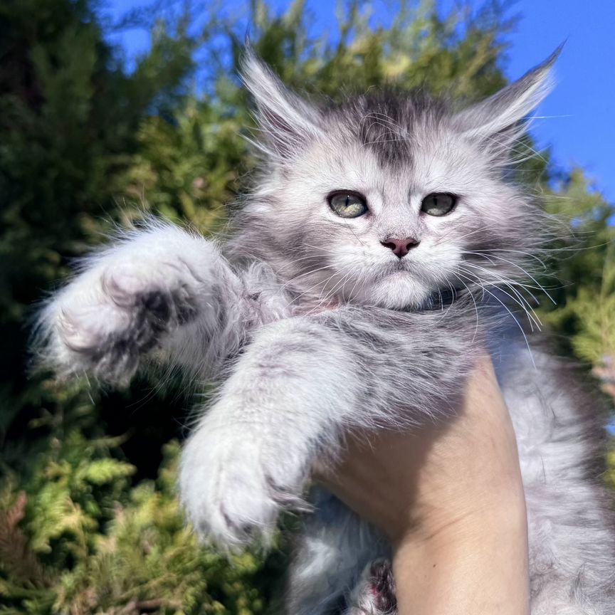 Мейн-кун котёнок