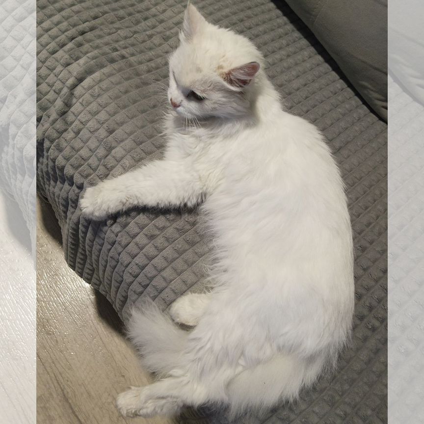 Турецкая ангора, взрослая кошка