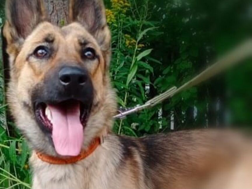 Метис малинУа в добрые руки