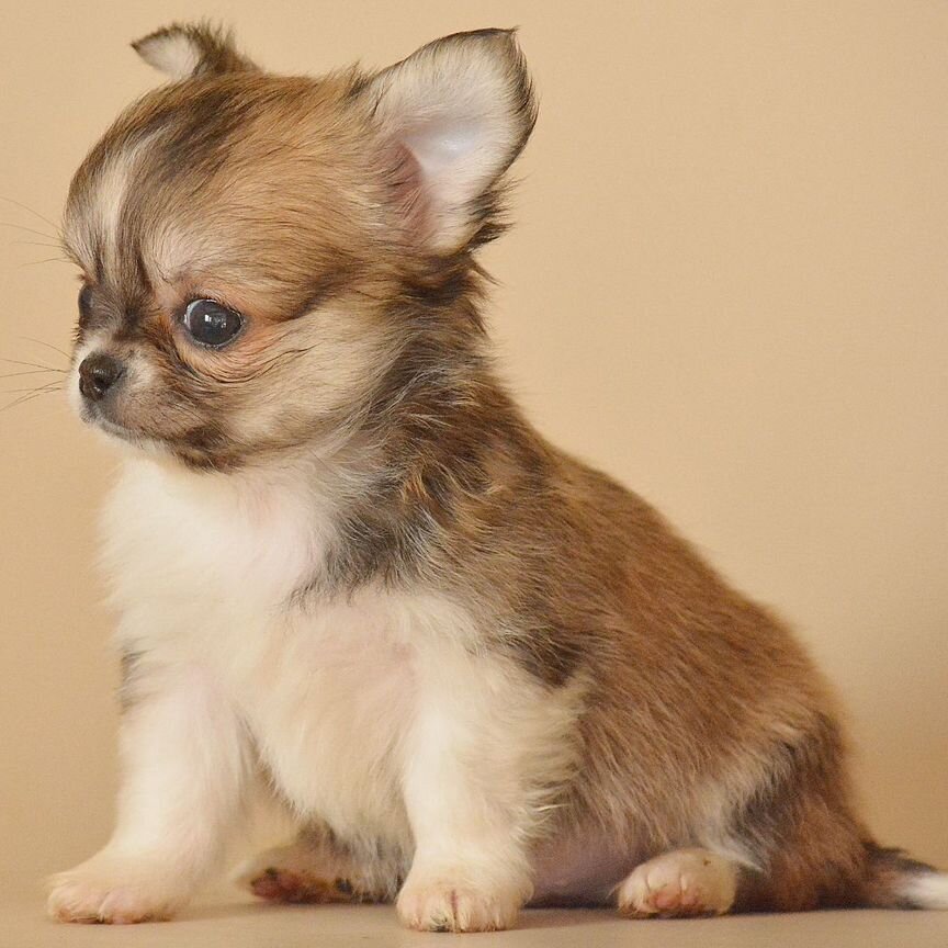 Чихуахуа, щенок