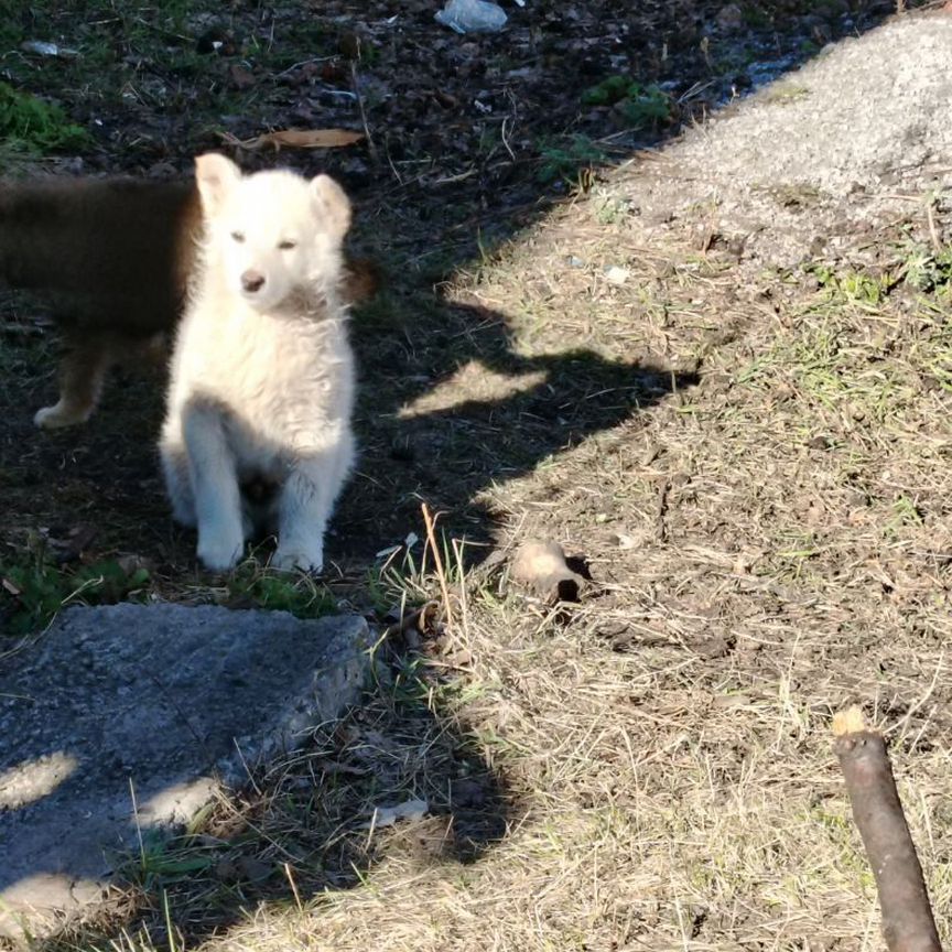 Щенок в добрые руки