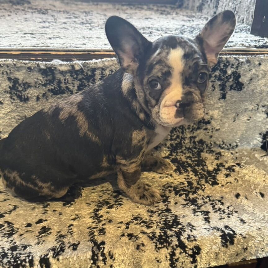 Французский бульдог, щенок