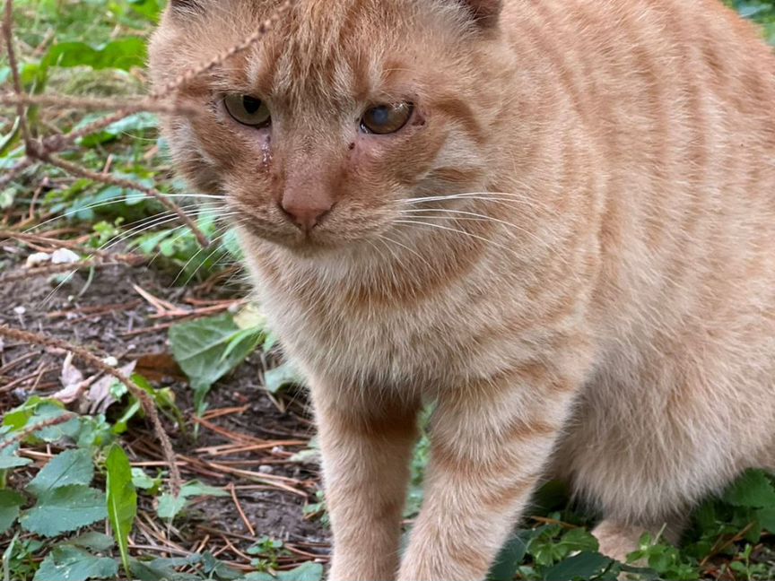Милого котика, заберите пожалуйста