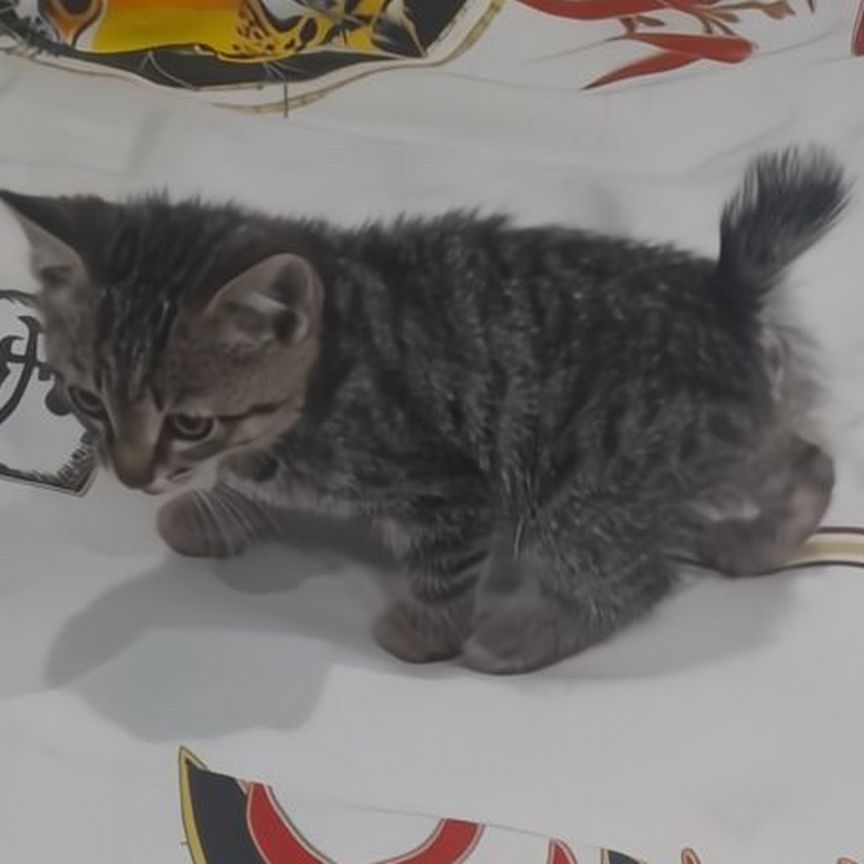 Продам котенка Ненская маскарадная