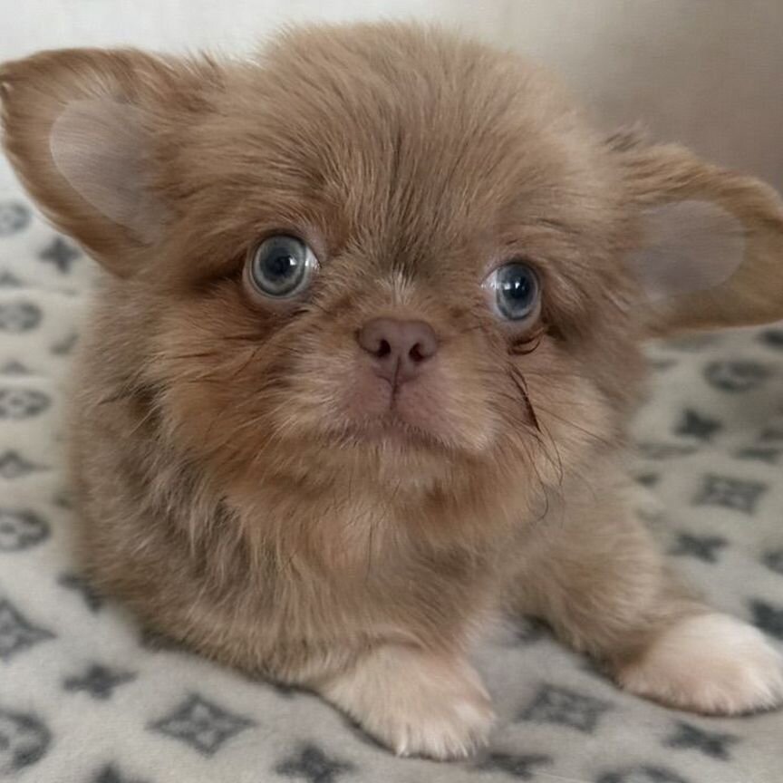 Чихуахуа, щенок