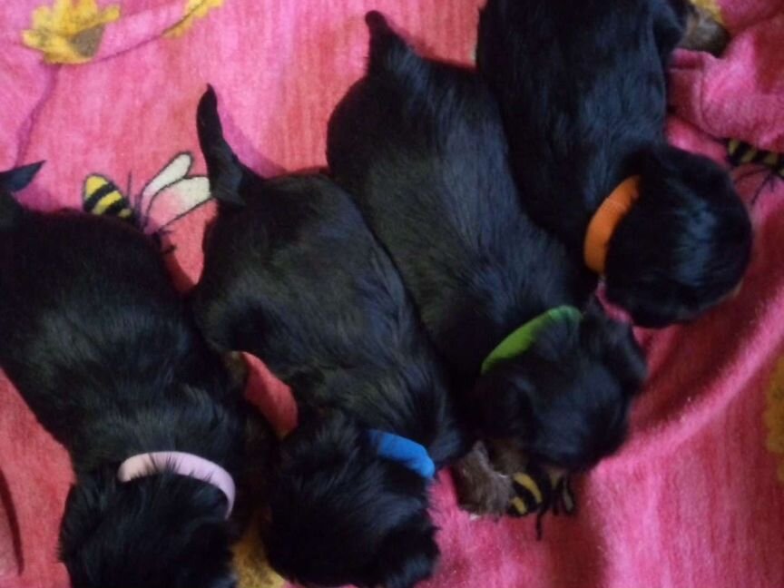 Йоркширский терьер щенки