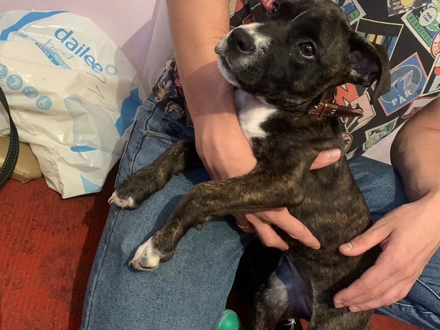 Щенок кане корсо и стафорда