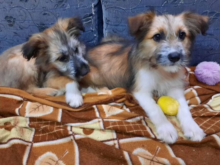 Супер очаровашки-лохматые мордашки ищут дома