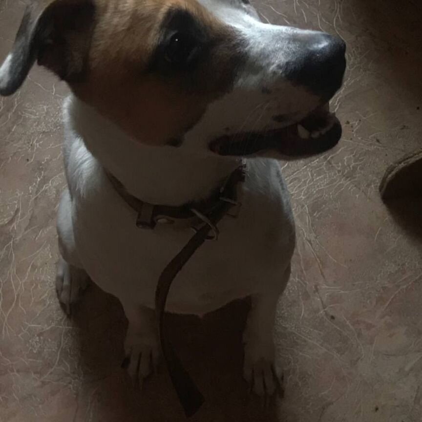 Отдам собаку в добрые руки