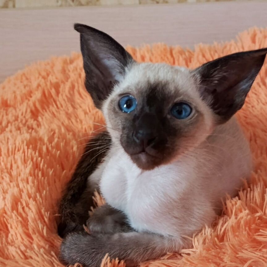 Ориентальные котята