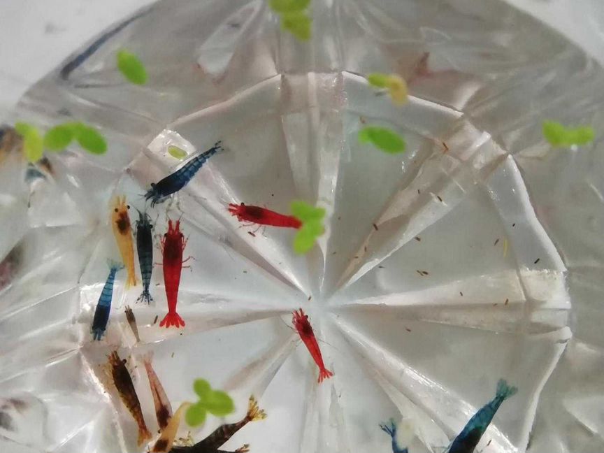 Аквариумные креветки (набор)