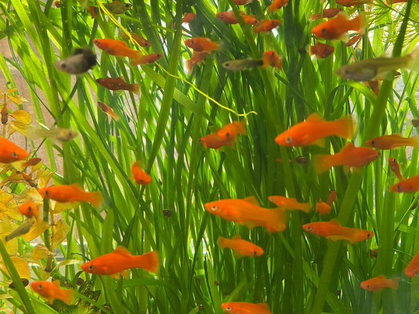 Аквариумные рыбки и растения
