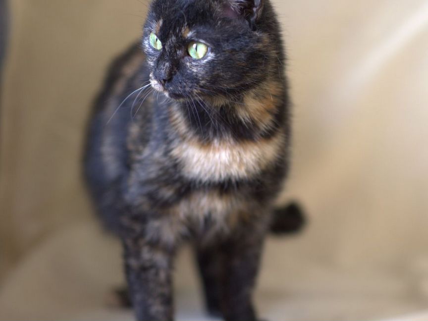 Кошка Астра в добрые руки