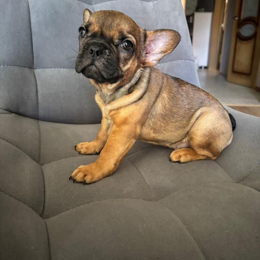 Французский бульдог щенки девочка