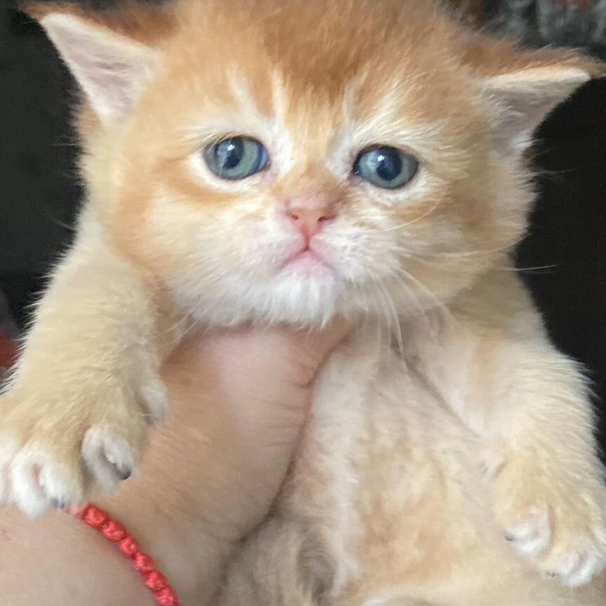 Британский котик Семен