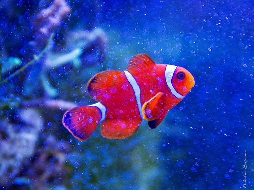 Клоун преманс трехполосый. 6 см