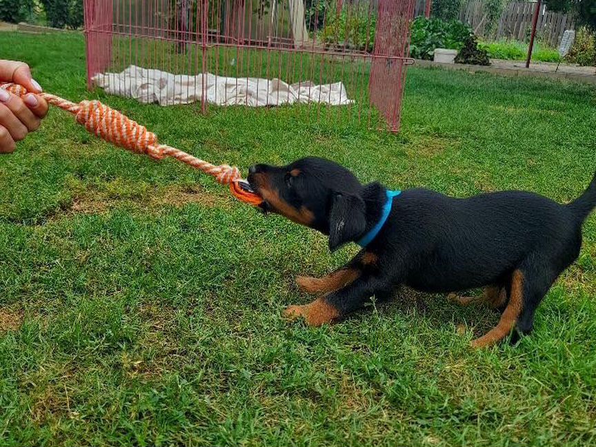 Щенки Ягдтерьера