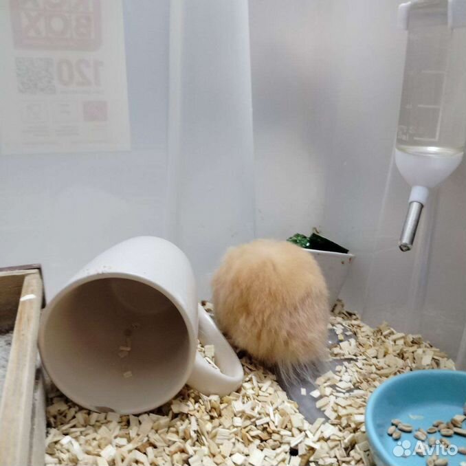 Продаем хомяка(девочка)